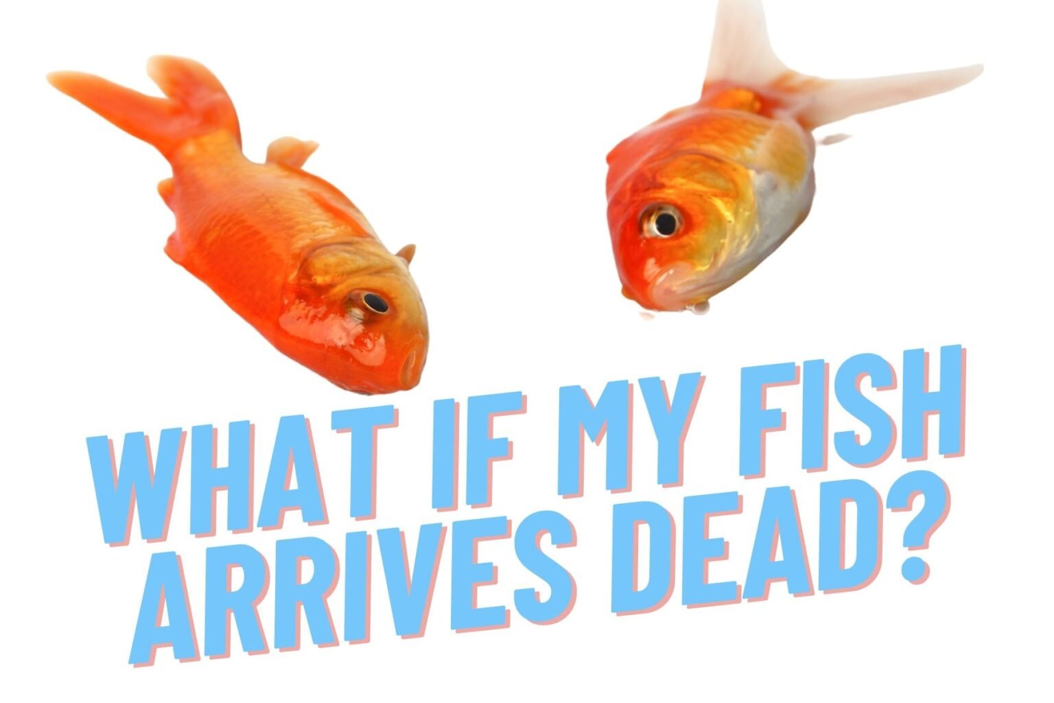 What if My Fish Arrives Dead? – Mainland Aquarium