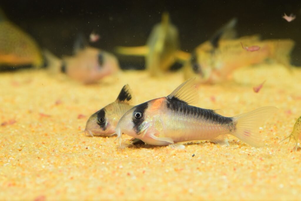 Adolfoi Corydoras – Mainland Aquarium