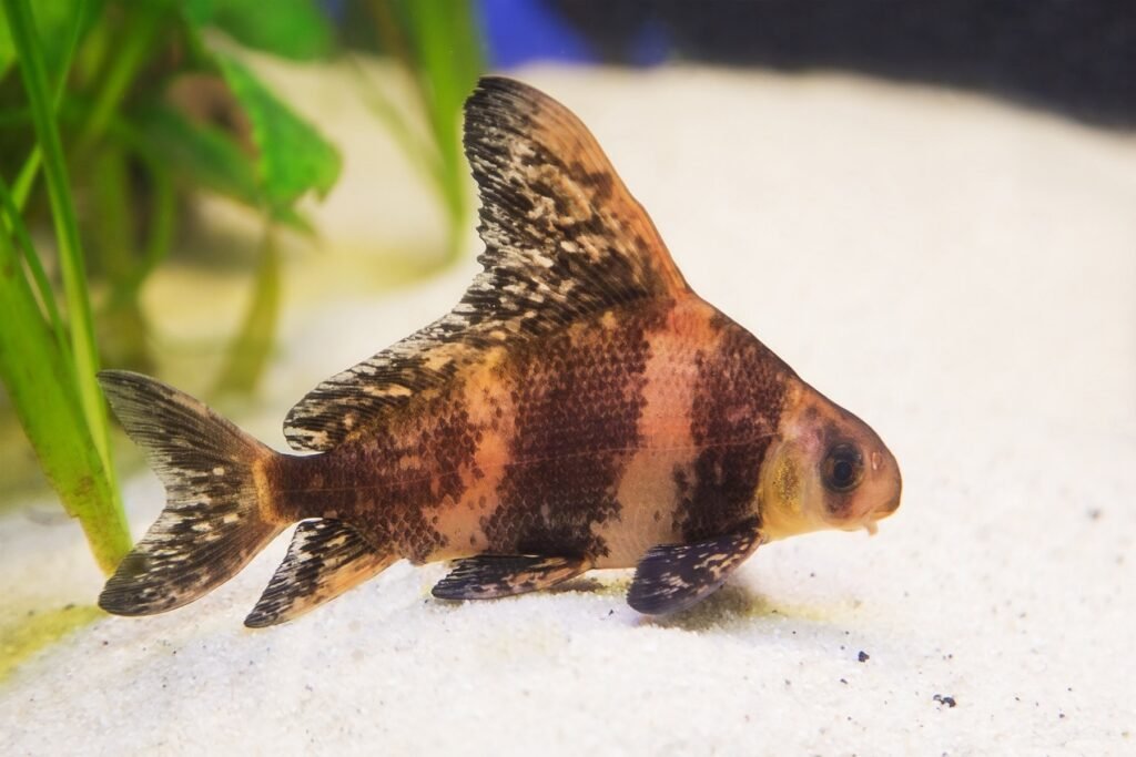 Chinese High-Fin Banded Shark – Mainland Aquarium