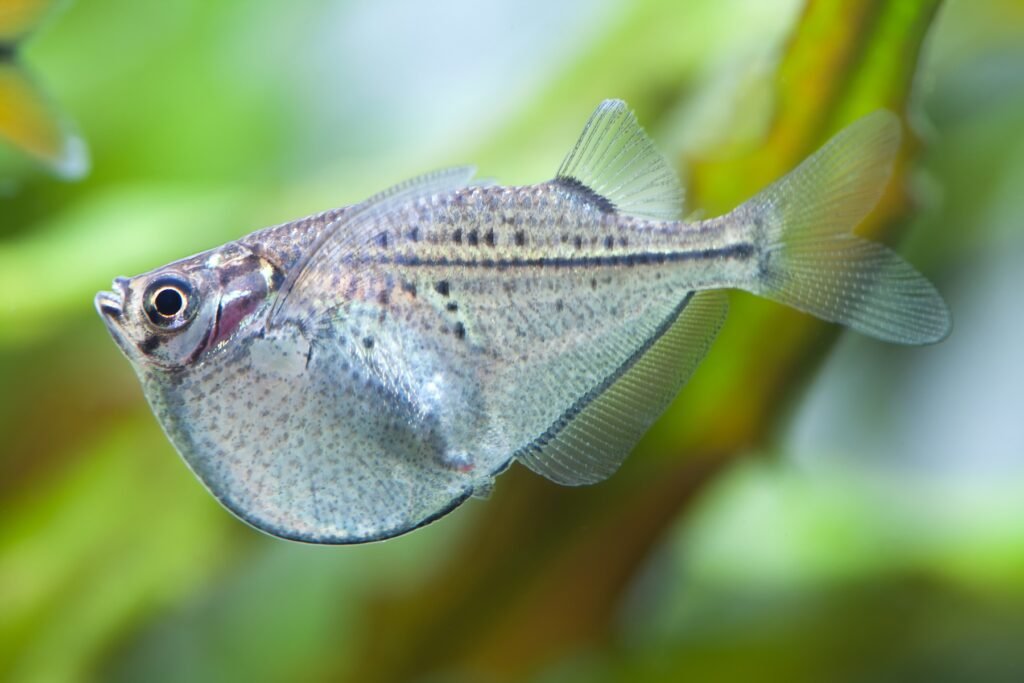 Common Hatchetfish – Mainland Aquarium
