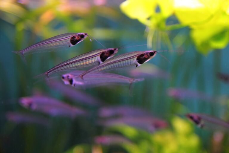 Glass Catfish – Mainland Aquarium