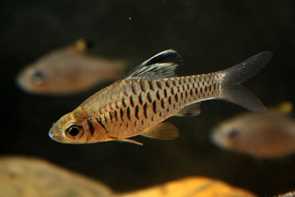 Melon Barb – Mainland Aquarium