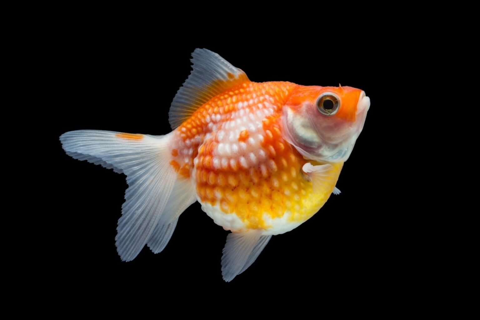 Red White Pearlscale Goldfish – Mainland Aquarium