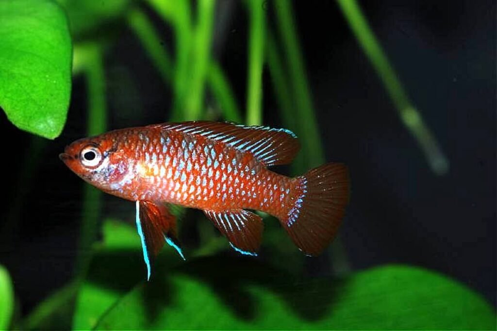 Scarlet Badis – Mainland Aquarium