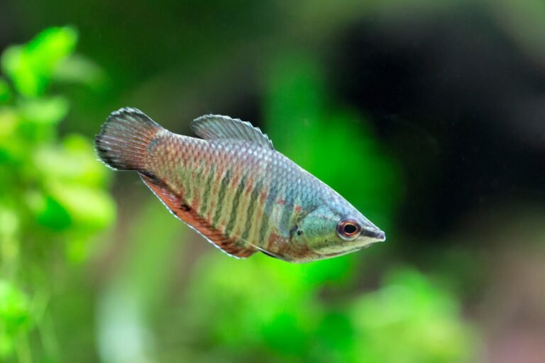 Samurai Gourami – Mainland Aquarium