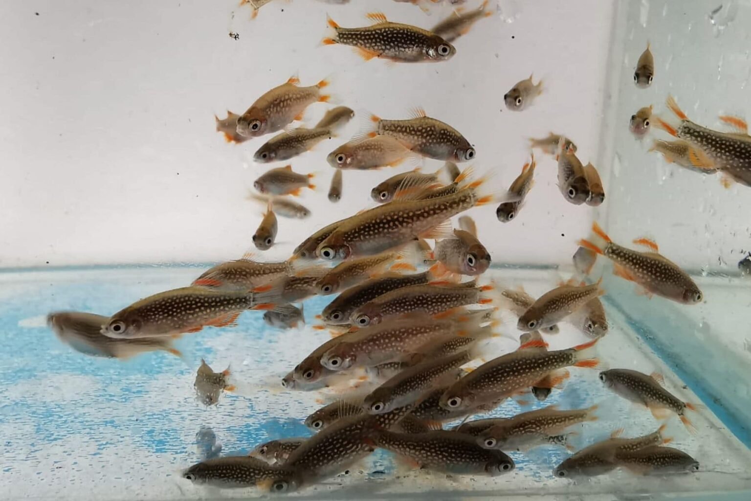Wild Galaxy Rasbora – Mainland Aquarium