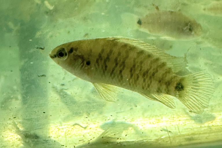Badis Badis – Mainland Aquarium