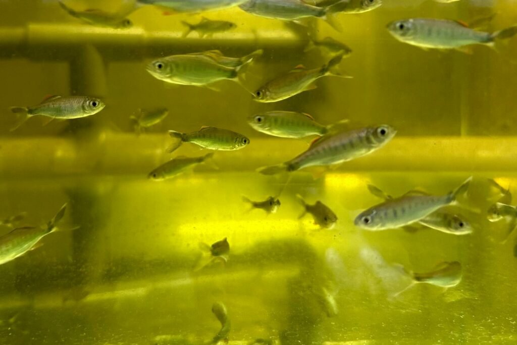 Barilius Bakeri – Mainland Aquarium