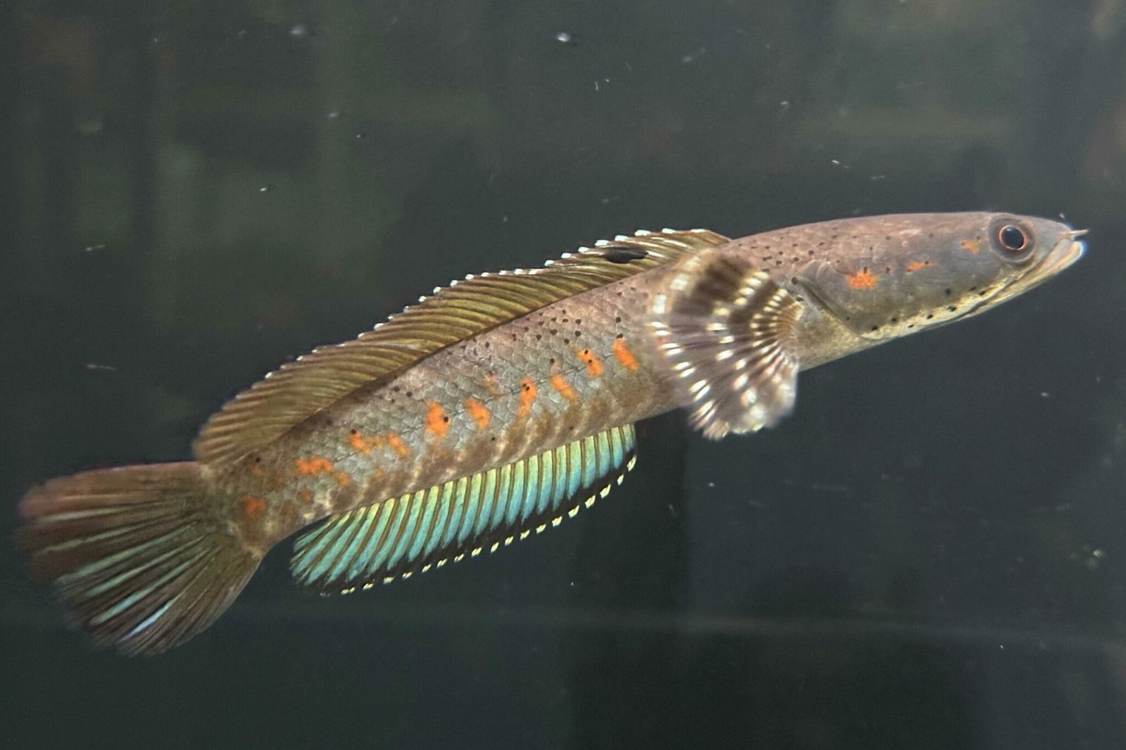 Channa Pulchra – Mainland Aquarium
