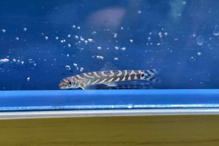 Zodiac Loach – Mainland Aquarium